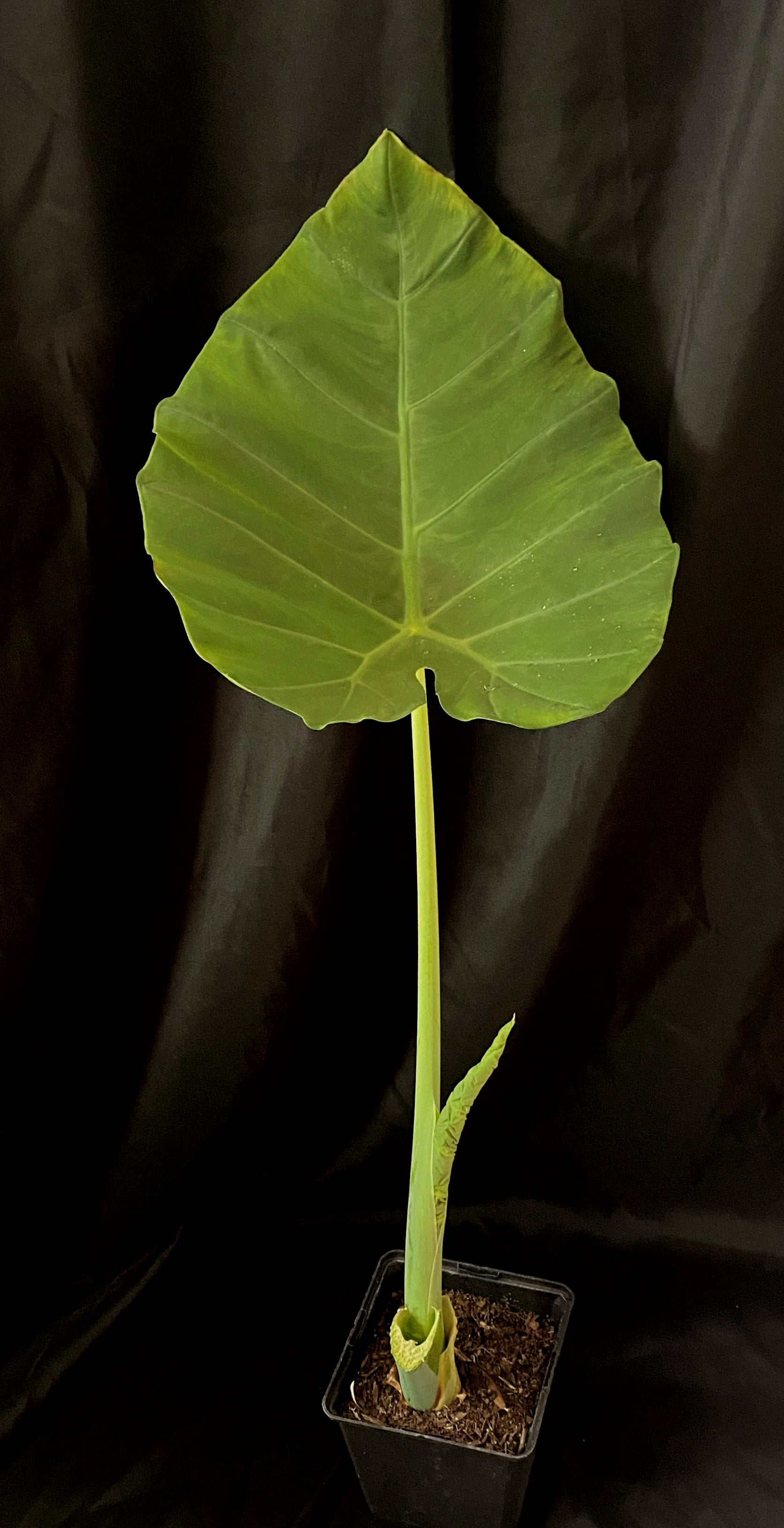 Jungle style plants – Page 2 – PlanetBanana