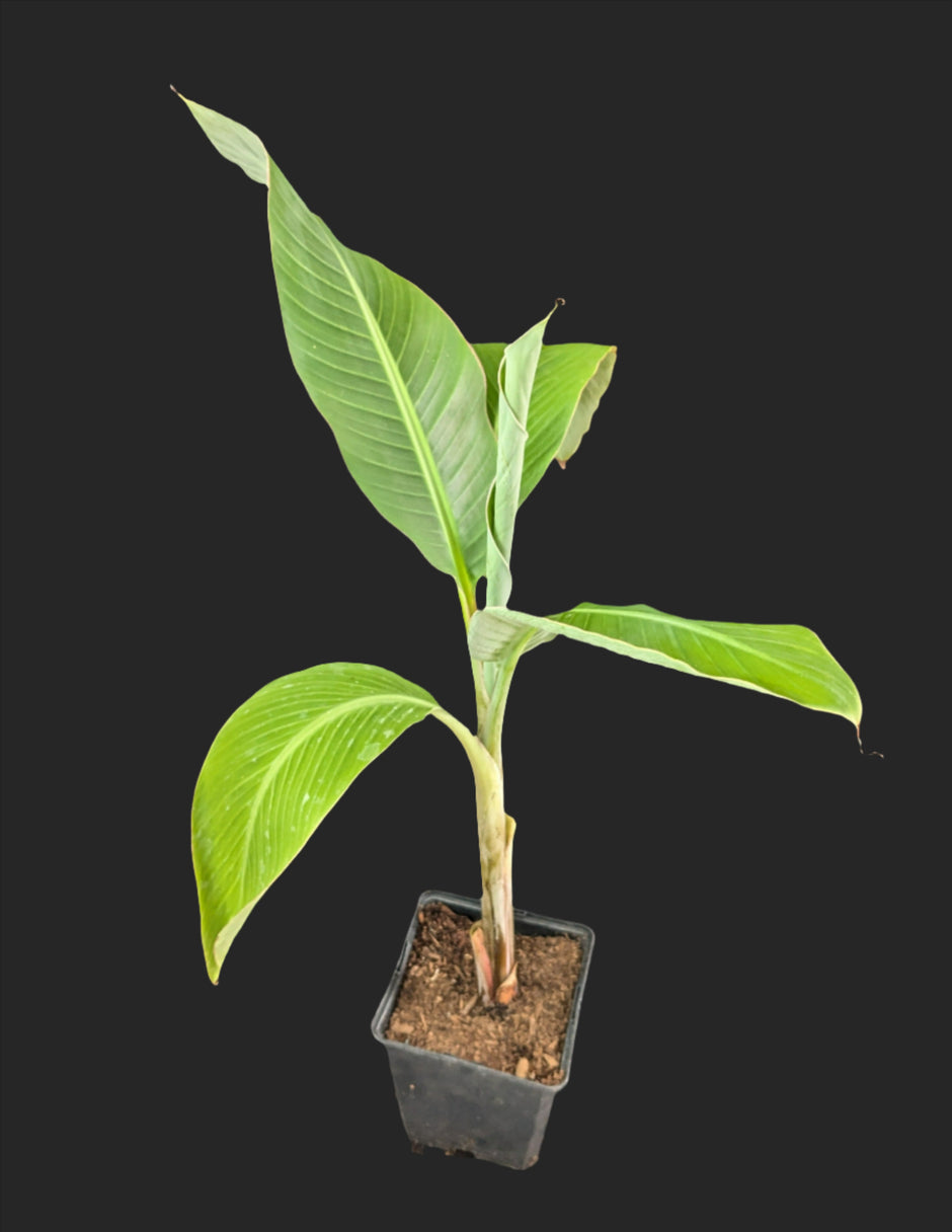 Banana plants – PlanetBanana