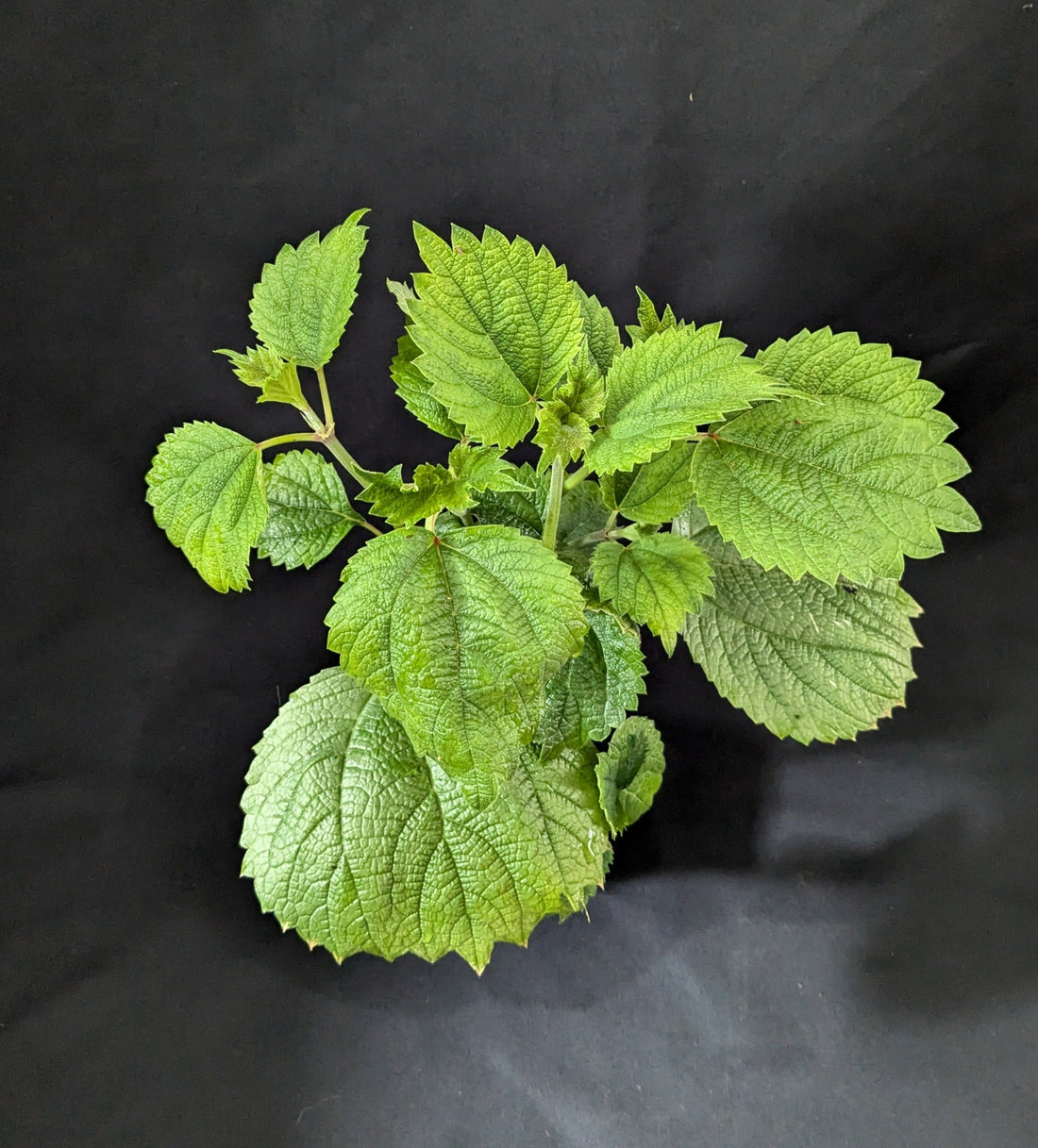 Boehmeria Kyushu Rikishi – PlanetBanana