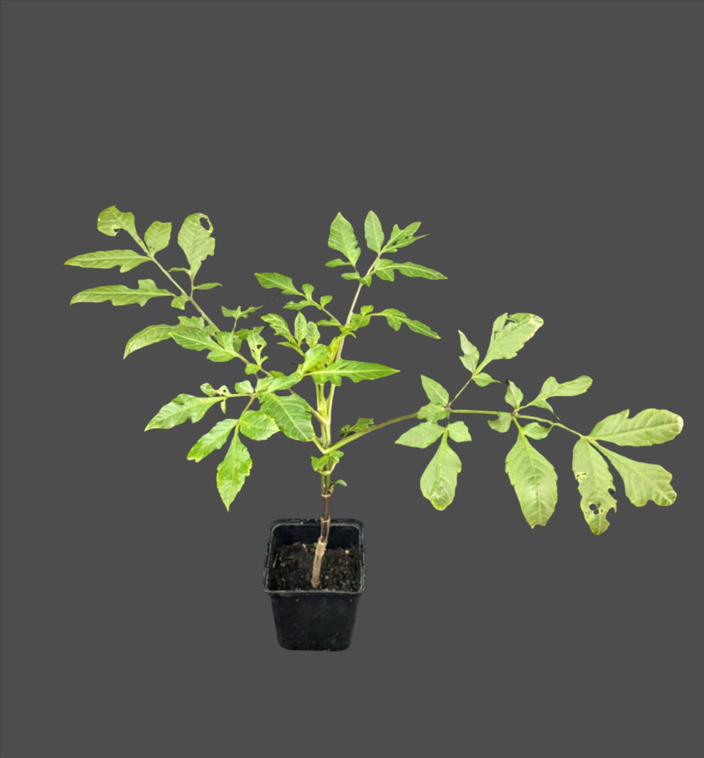 Dahlia tamaulipana – PlanetBanana