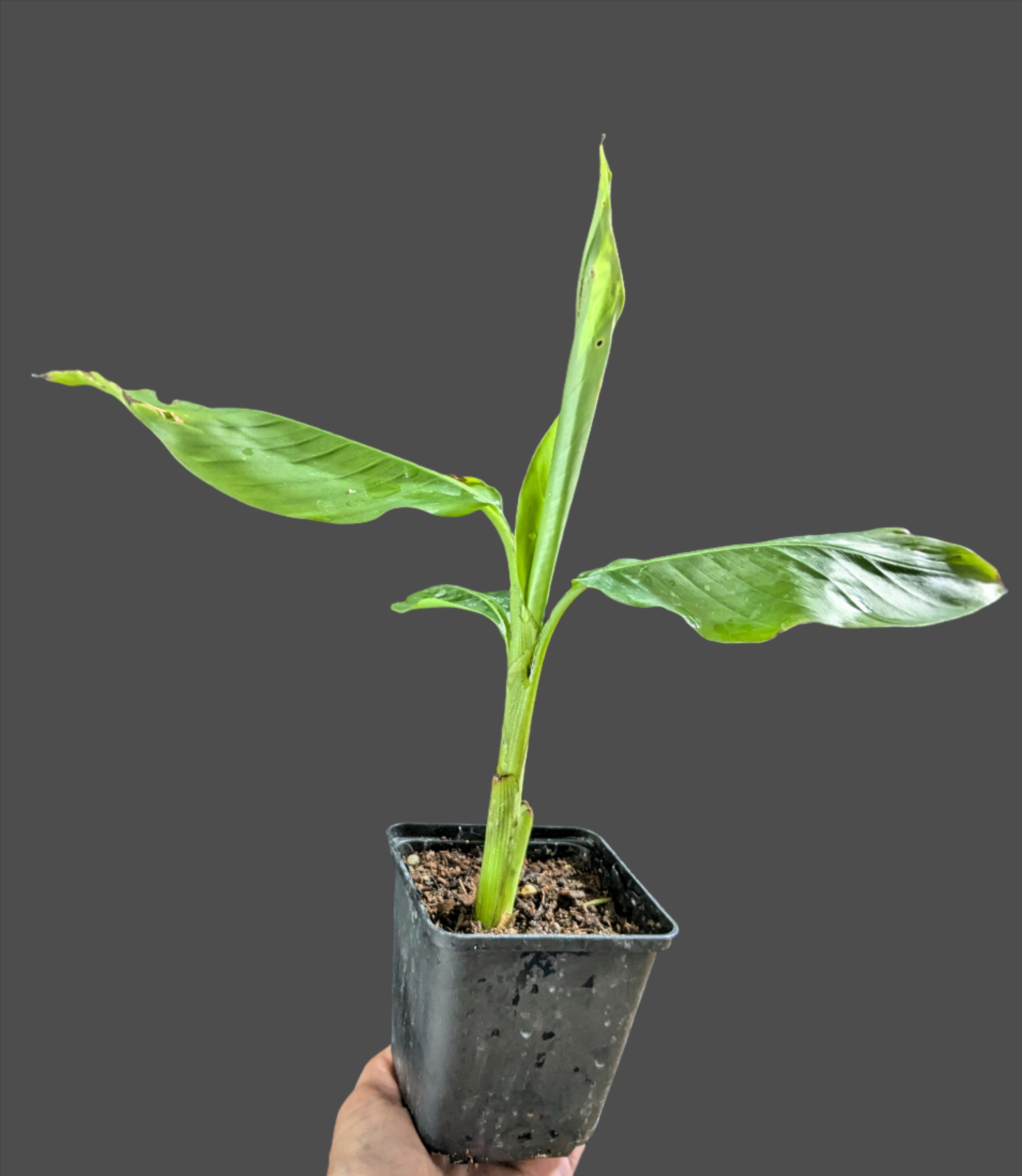 Banana plants – PlanetBanana