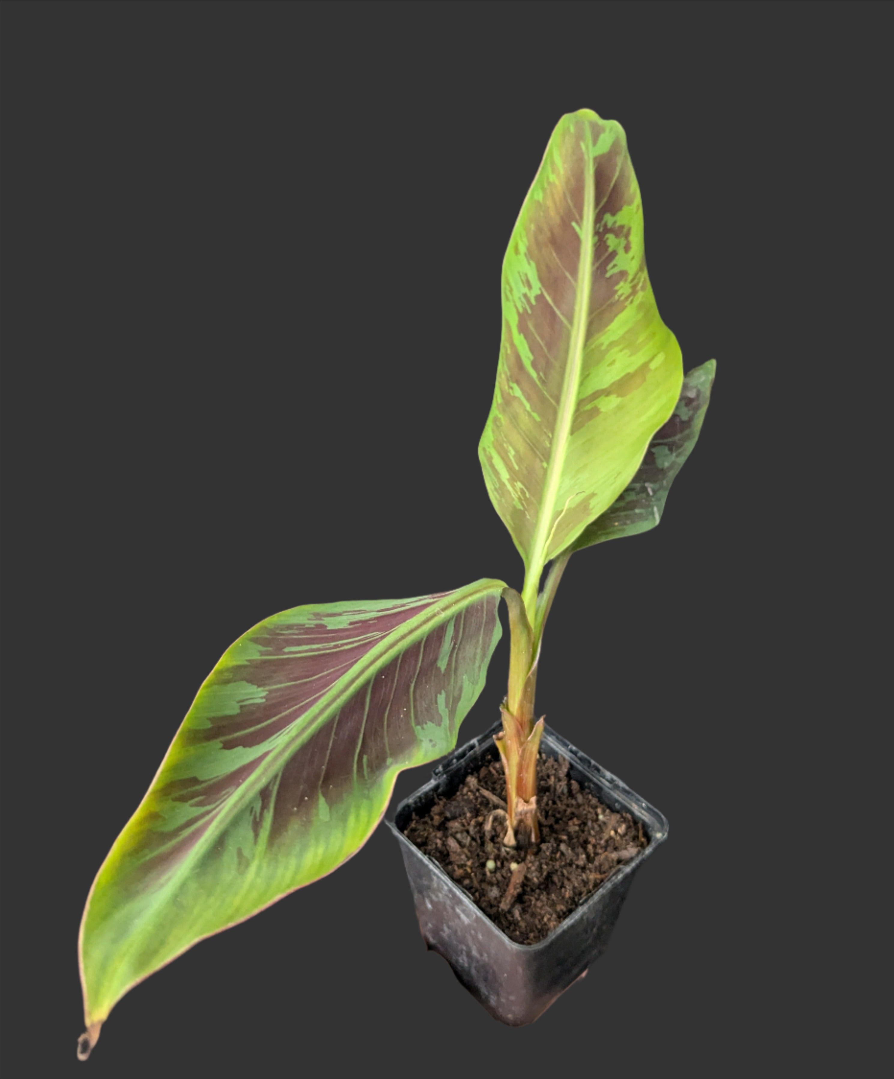 Banana plants – PlanetBanana